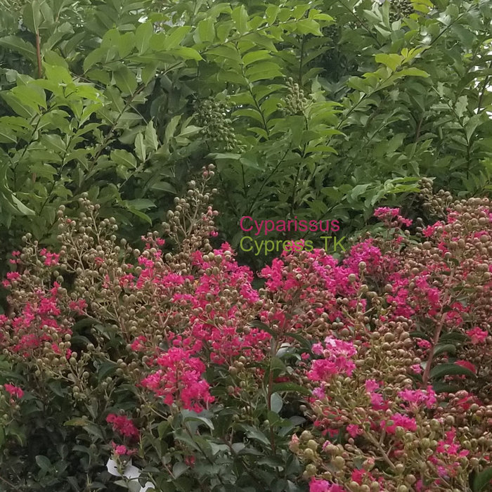 Cypress TK | Cyparissus