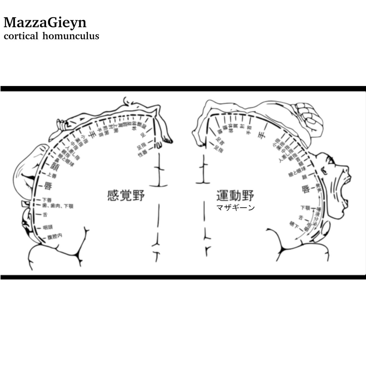 Cortical Homunculus | MazzaGieyn | Mazzageen