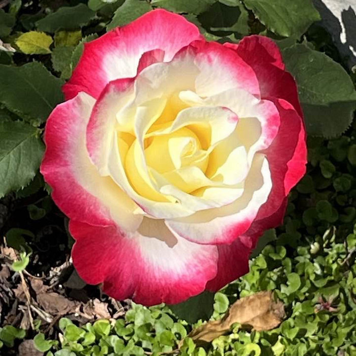 Bloom | Neil Fernandes