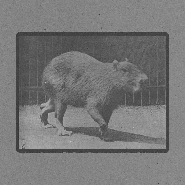 Capybara Walking | Muybridge