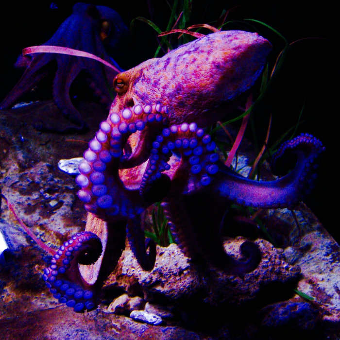 Waltz for a Six-Legged Octopus | Stacy Fahrion