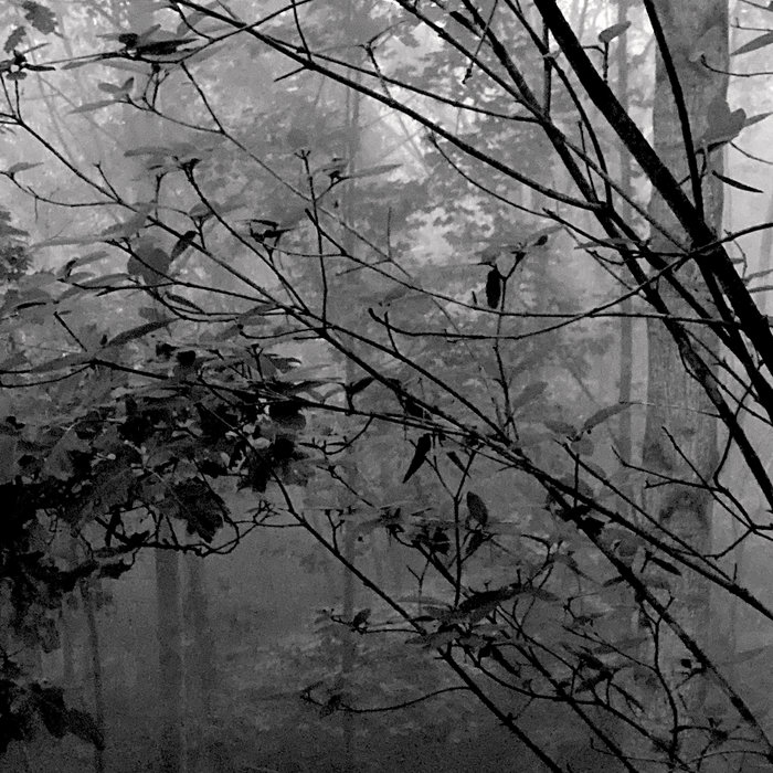 odd 27 | unbridled sonic Anarchy