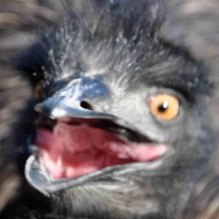 Emu Bird Attack