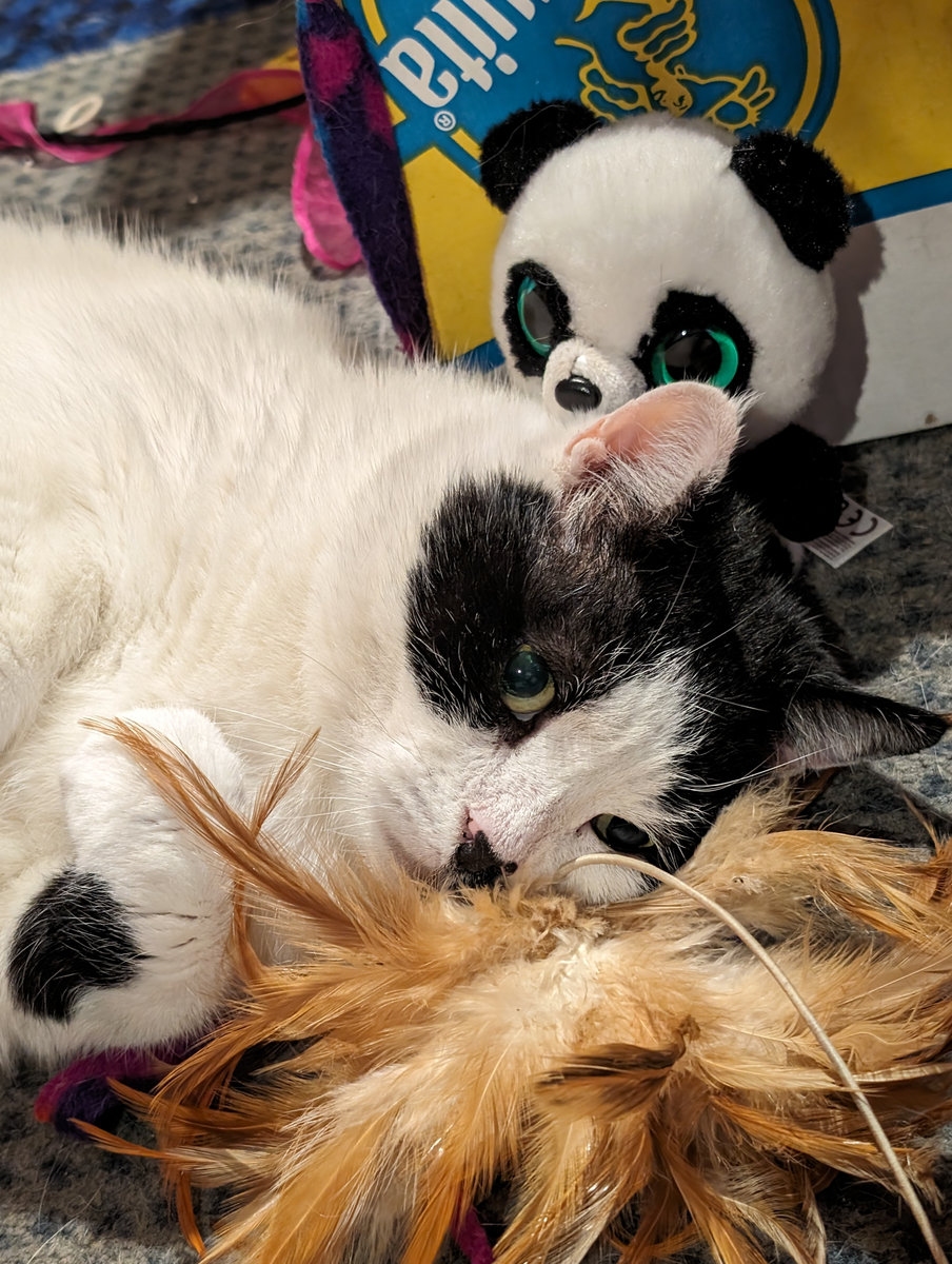 Copy Cat | lonelyklown