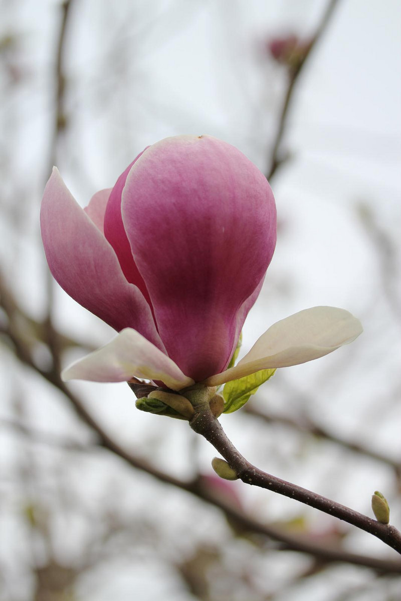 Microtonal Keyboard Studies 2011-2012 | joel taylor