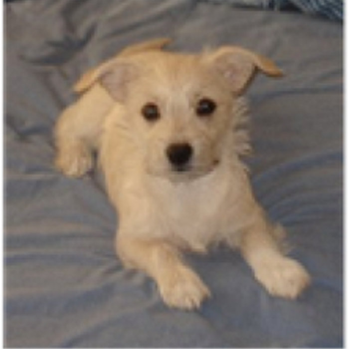 Spyders dog.jpg | sololashsgrl