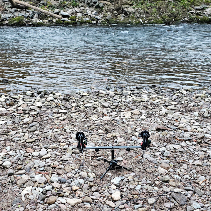 Dawn Chorus 2024 Project: Silent holidays at dawn recorded with ...