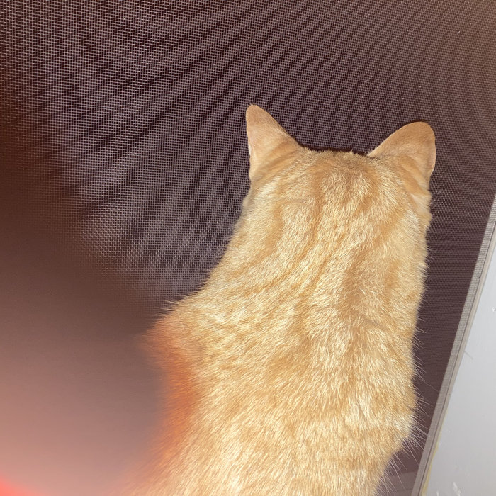 CAT PAUSE | LAST AMERICAN HEROES