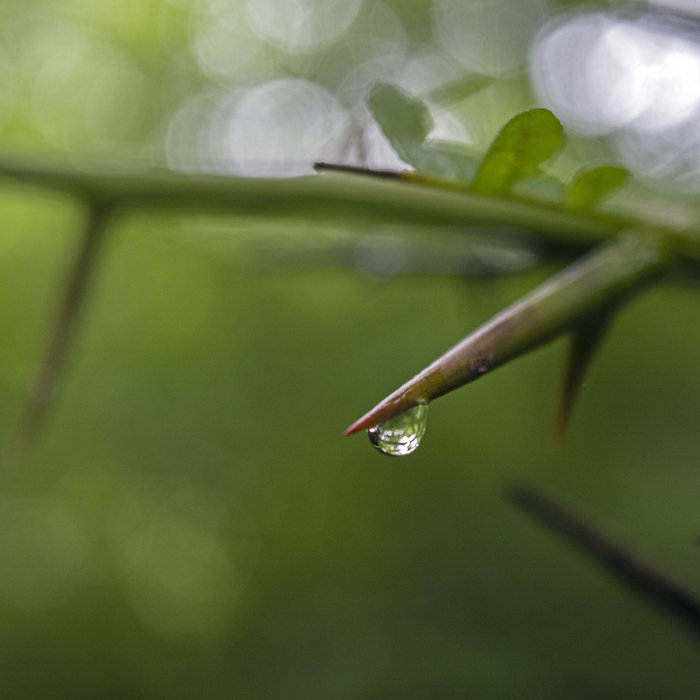 Pain & Rain | K.L.B. | BASILISK