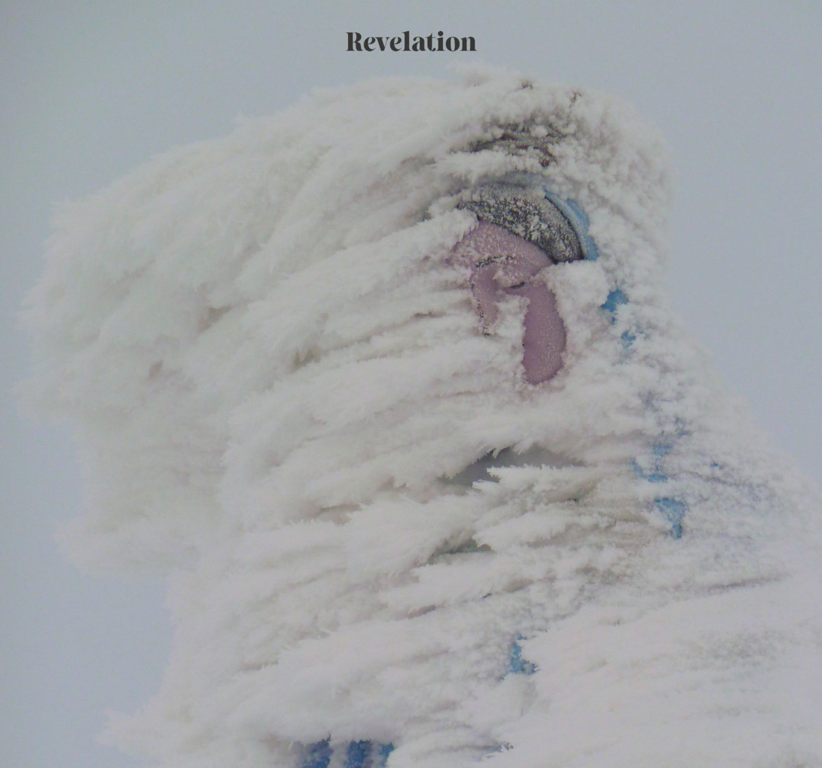 Revelation | Léo Berman