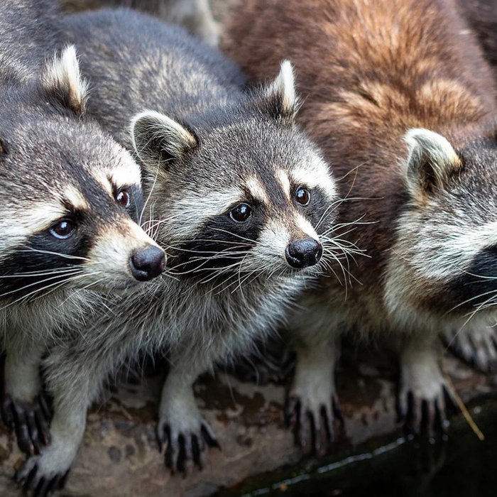 WaWa | Racoonbandits