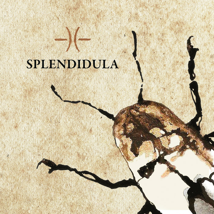 Splendidula | Splendidula