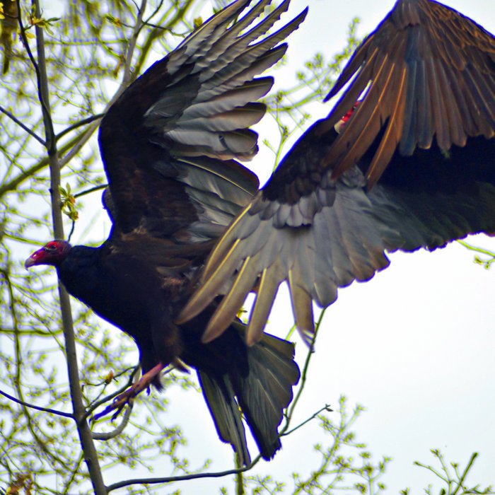 kettle | joshua wayne hensley