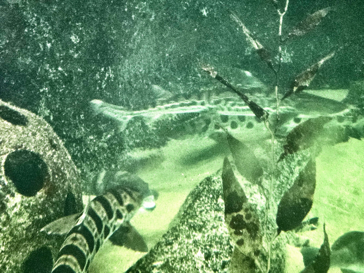 Triakis Semifasciata | Vista Pacifica | Pacific Star