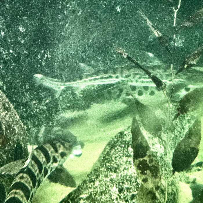 Triakis Semifasciata | Vista Pacifica | Pacific Star