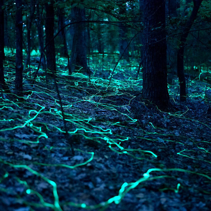 Blue Ghosts | INTRINSIC