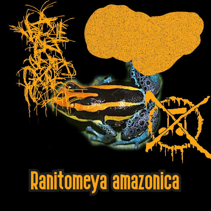 Ranitomeya amazonica (SPLIT W/ GONGUS) | AxBxCxNxGx, GONGUS | A Blue ...
