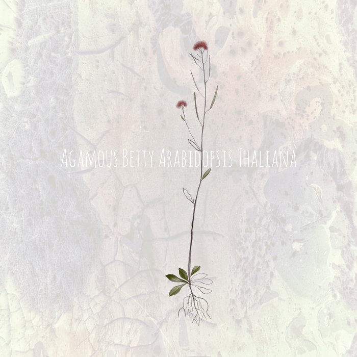 Arabidopsis Thaliana | Agamous Betty