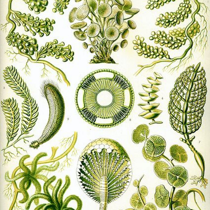 Astral Planes | Francis Mantis