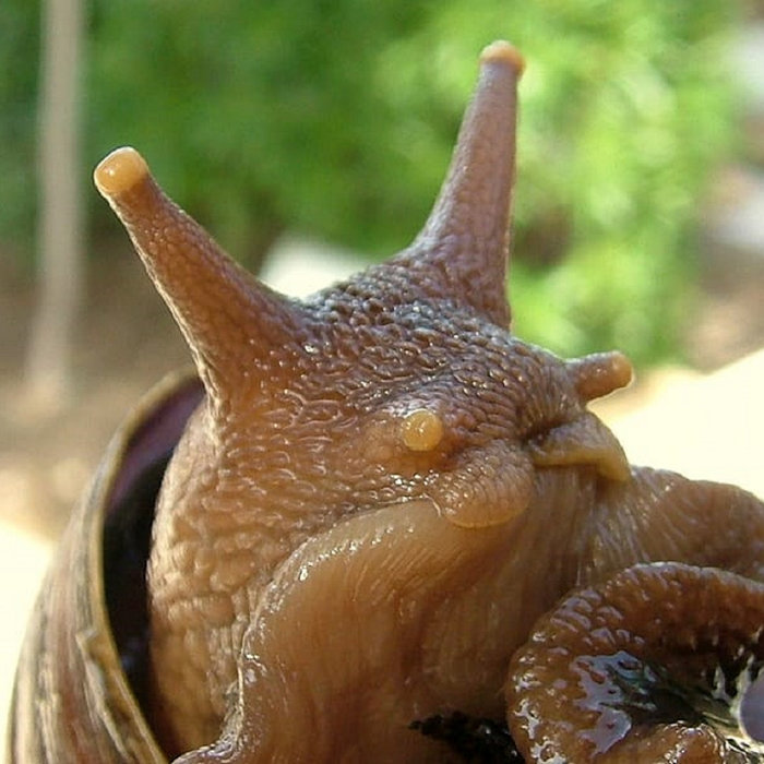 Snails of prey-Living Acoustica- the new unabridged version of the ...