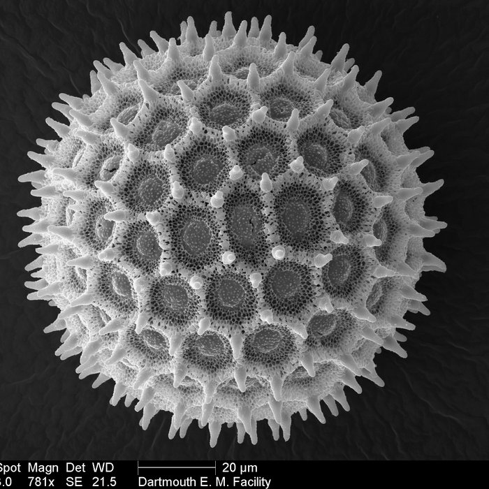 Scrub 01 | Septal Scrub