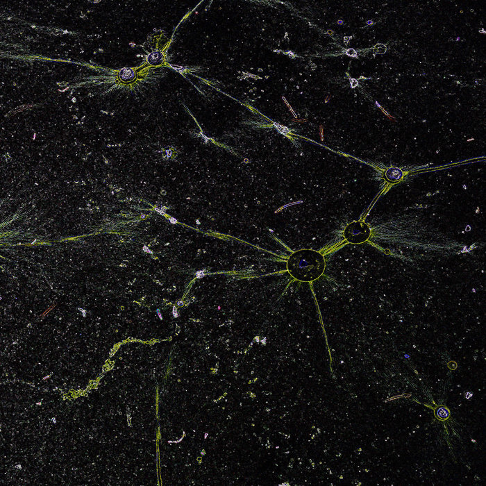 ⍔1986758⍔ | Kwasior