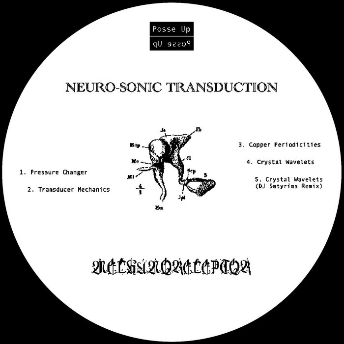 Neuro-Sonic Transduction | Mechanoreceptor | Posse Up!