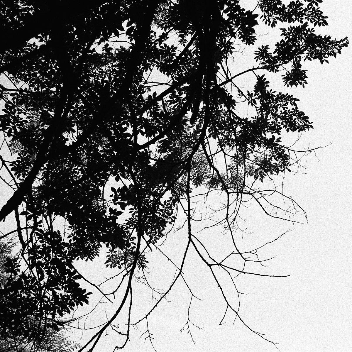 Reflections | Ray Garner