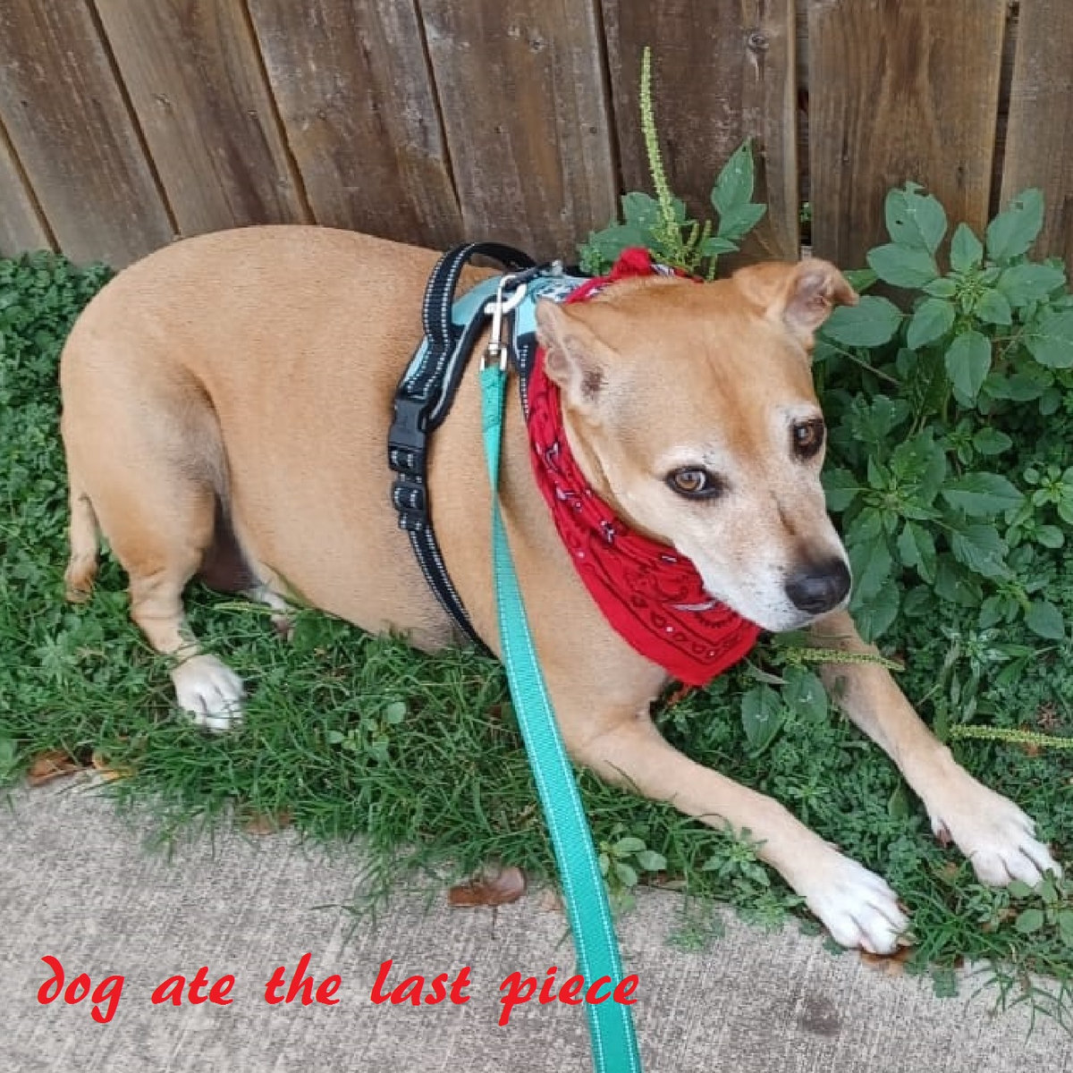 Dog Ate the Last Piece | Douglas Bailey