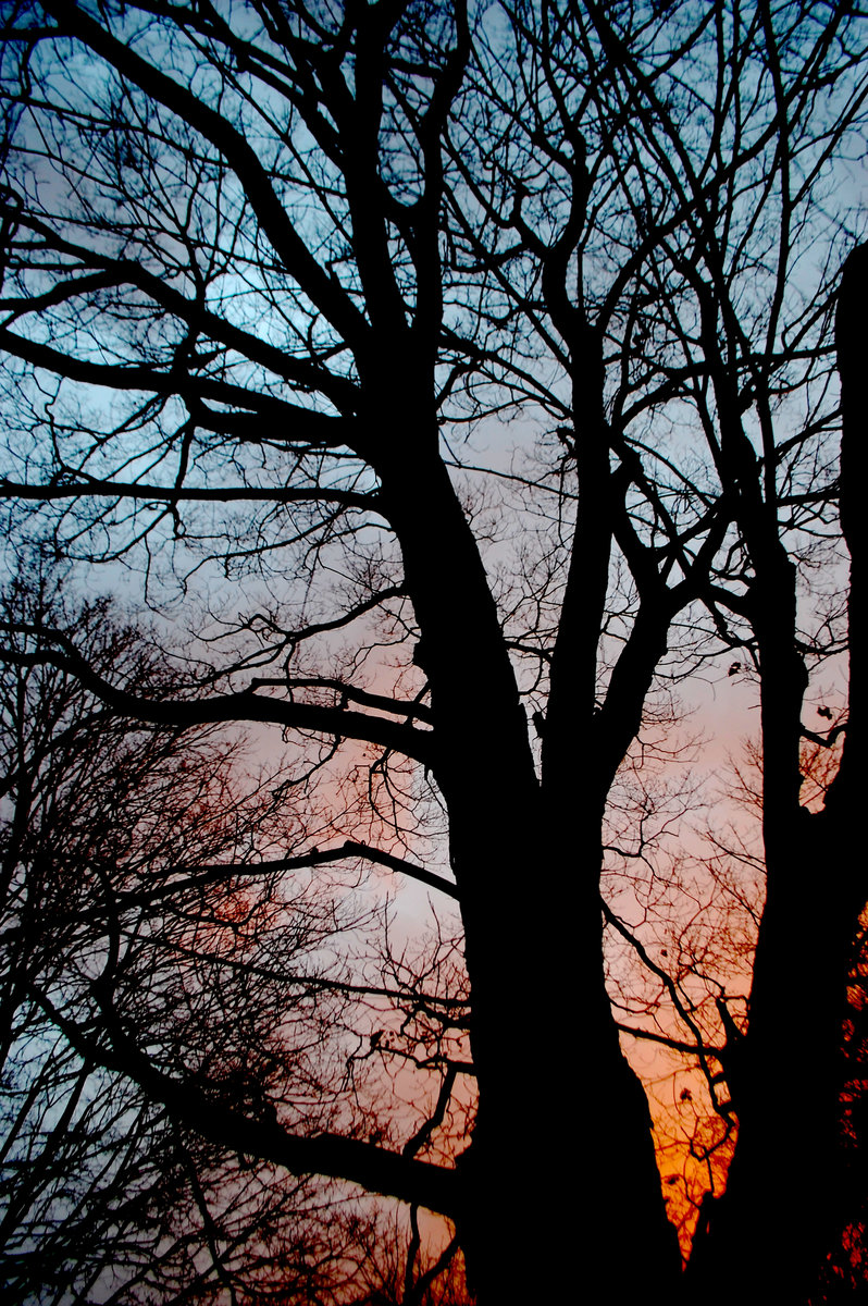 Silent Night | Jesse Sprinkle