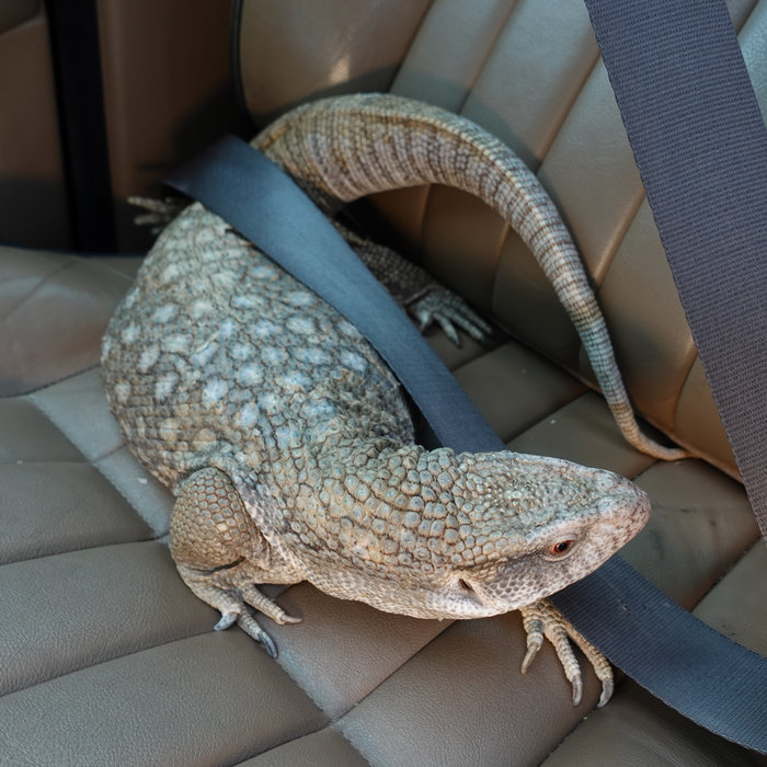 Lab Rat (Test Group B) | Dmitra