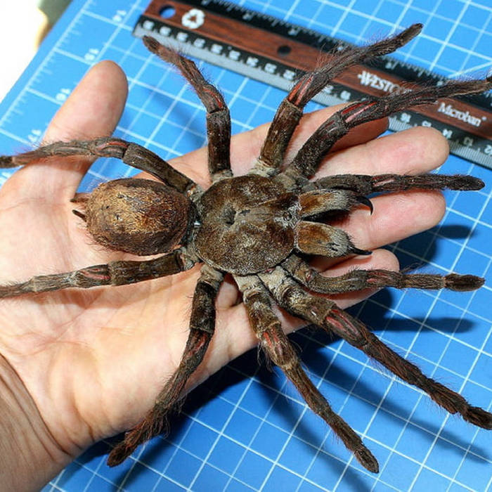 Cephalothorax Definition And Types Of Arachnid Pest Control Boise