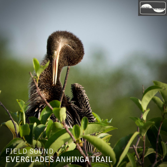 Everglades Anhinga Trail | Field Sound