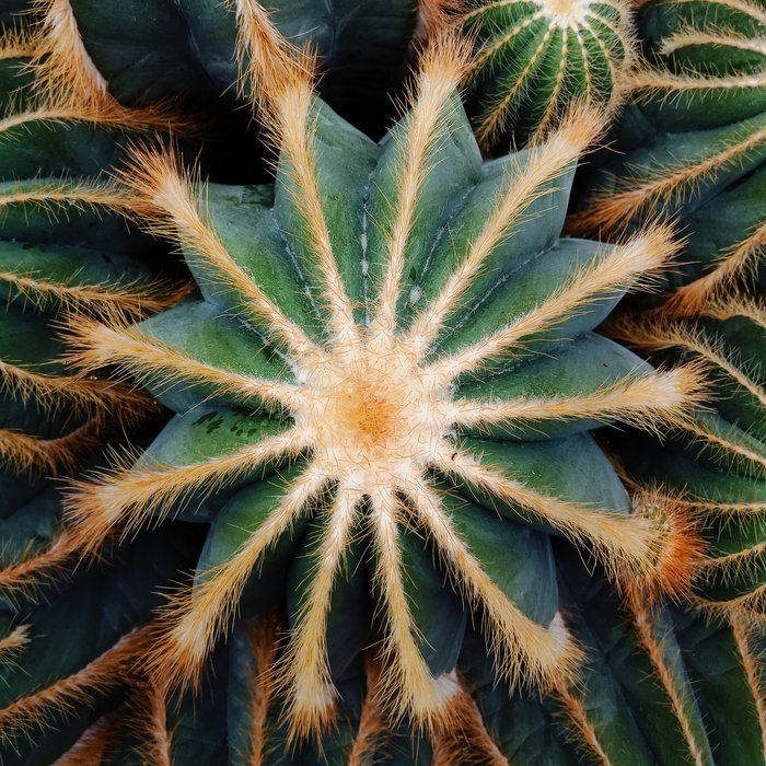 CACTI TRAX V | kanadacid