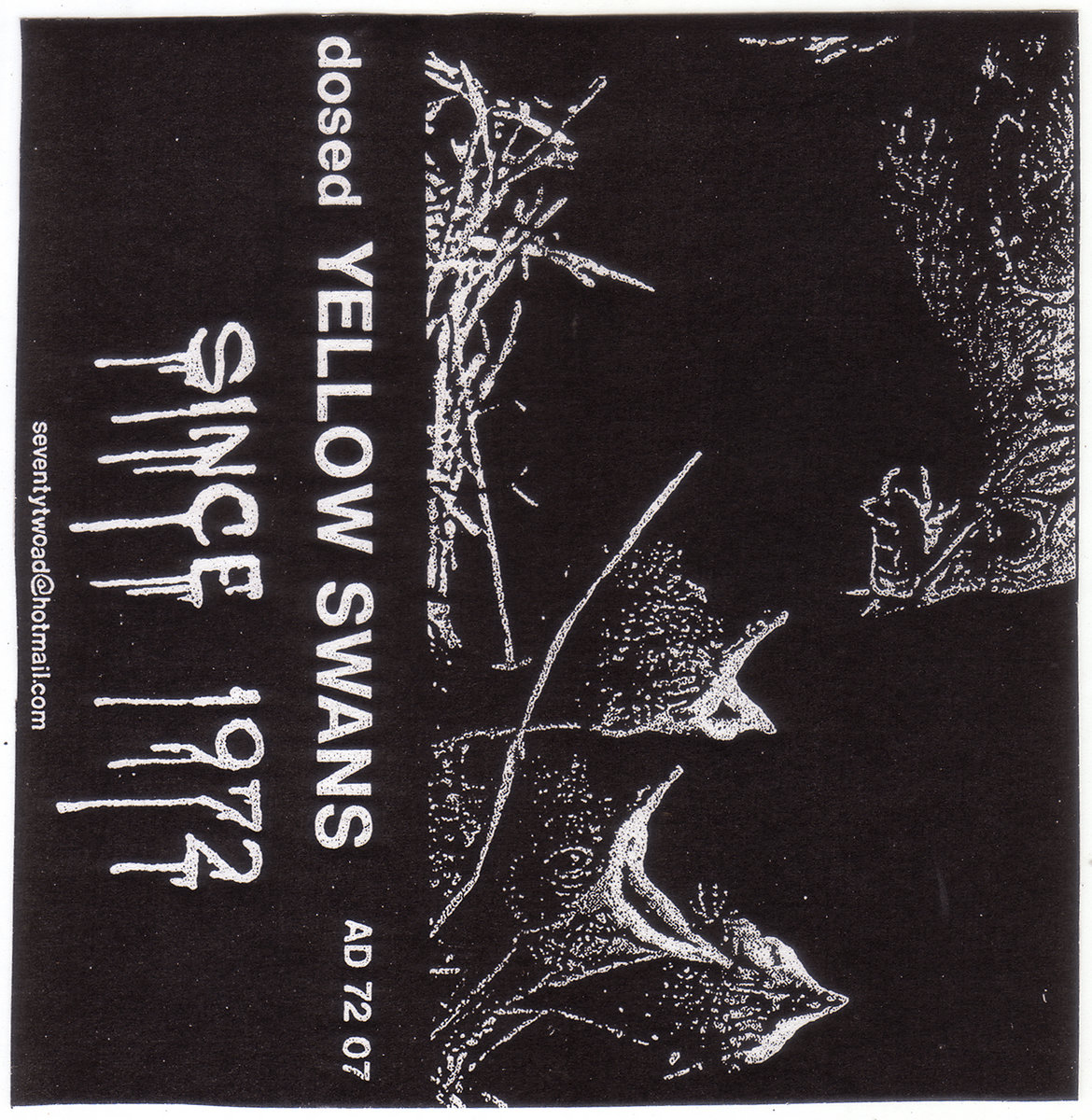 Dosed Yellow Swans | Dosed Yellow Swans | Yellow Swans