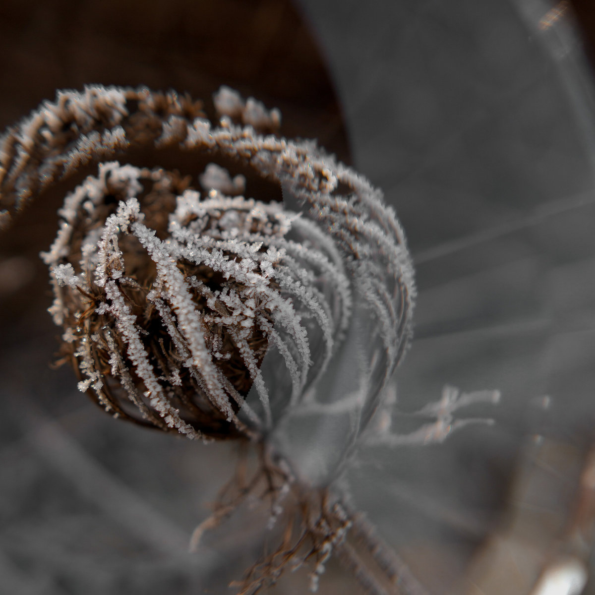 Frozen Flowers | Mona Bowers | Aether Gaze