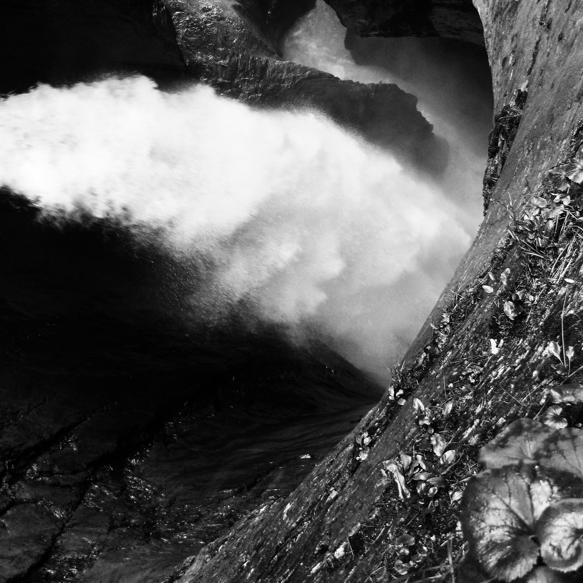 Shelf Life | Light Tears