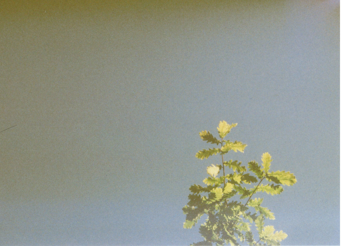 Crow | William Barkhouse | Barkhaus