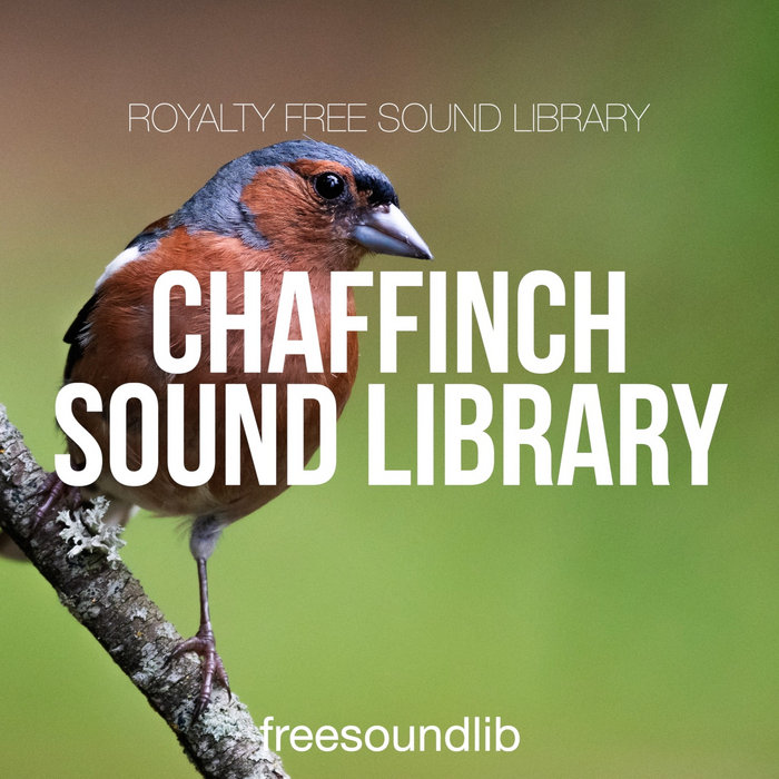 Common Chaffinch Sound Library | freesoundlib