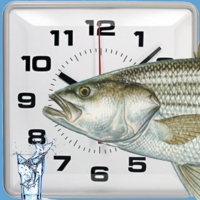 Time for Fishing | The Saltwaters