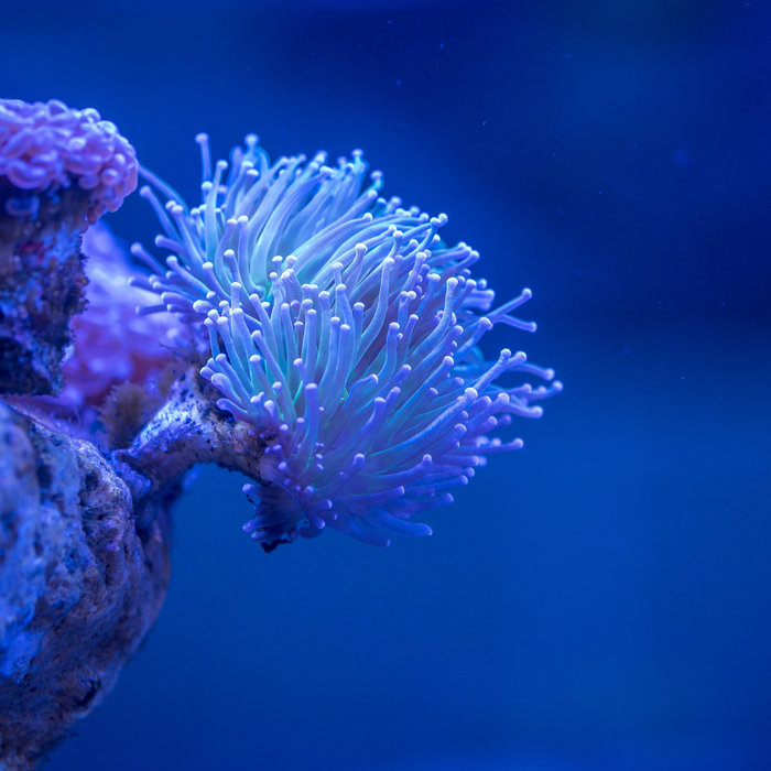 Hymn of the Ocean | Carlos Carty | NATIVE RELAX