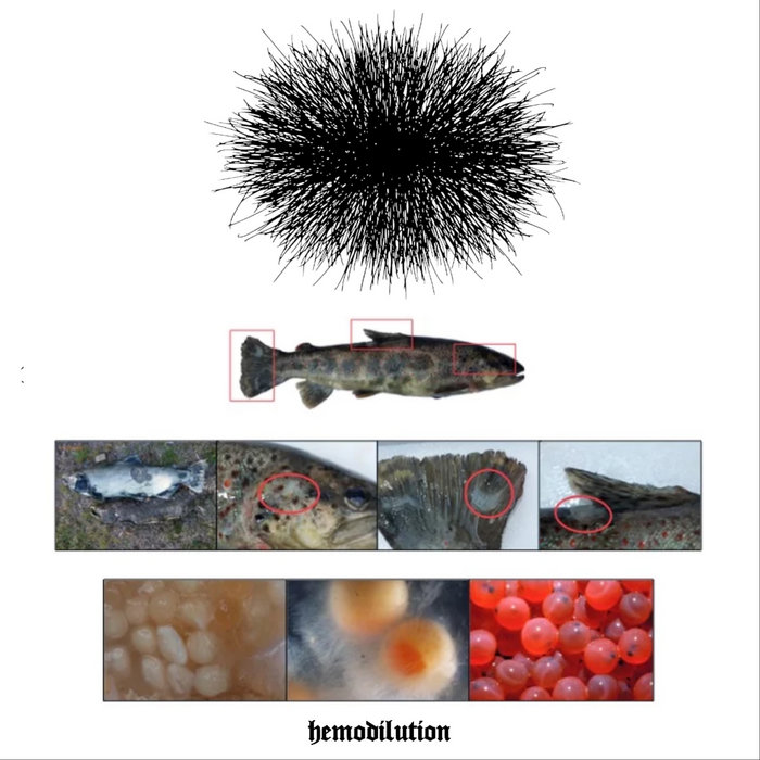 Columnaris In Freshwater Fish. | SAPROLEGNIA