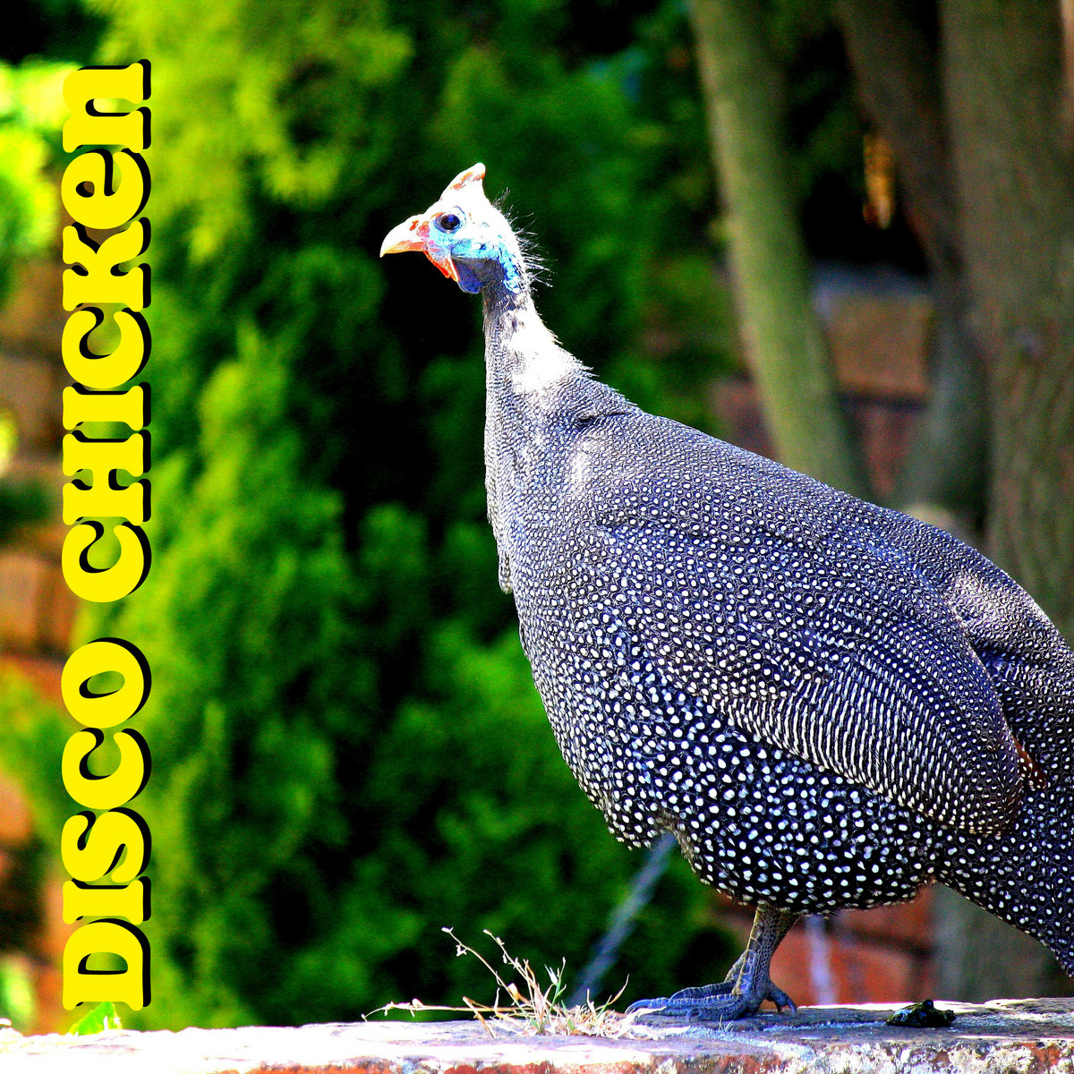 Disco Chicken | Disco Chicken