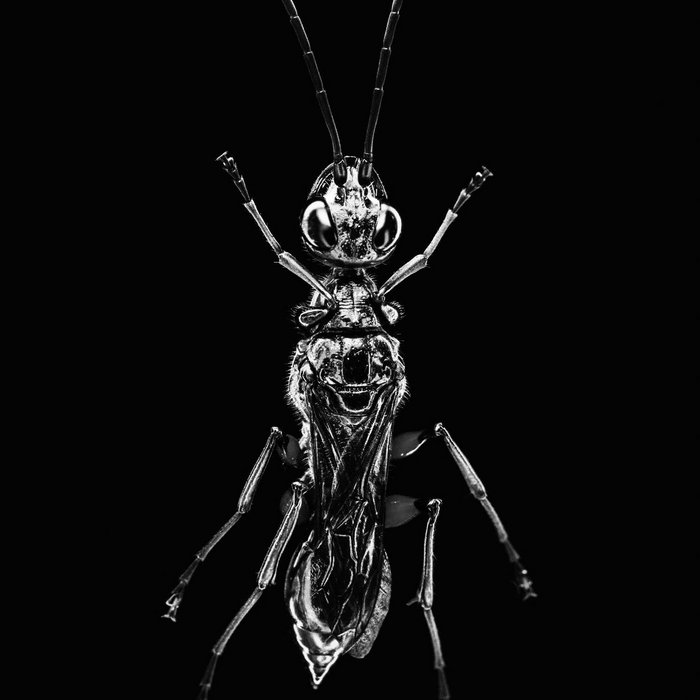 The Jewel Wasp (Demo Version) | Mortal Boy