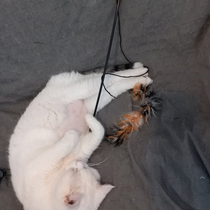 Second Album (2022) | Spawn of Bhaal