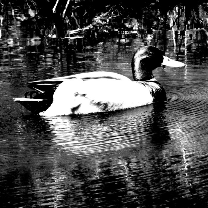 Quack | Lord Cernunnos