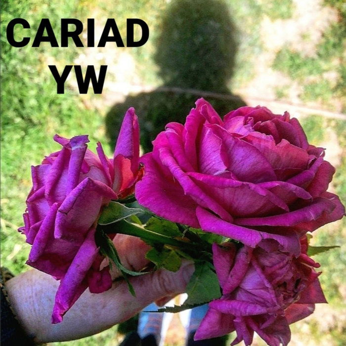 Cariad Yw | Lleuwen