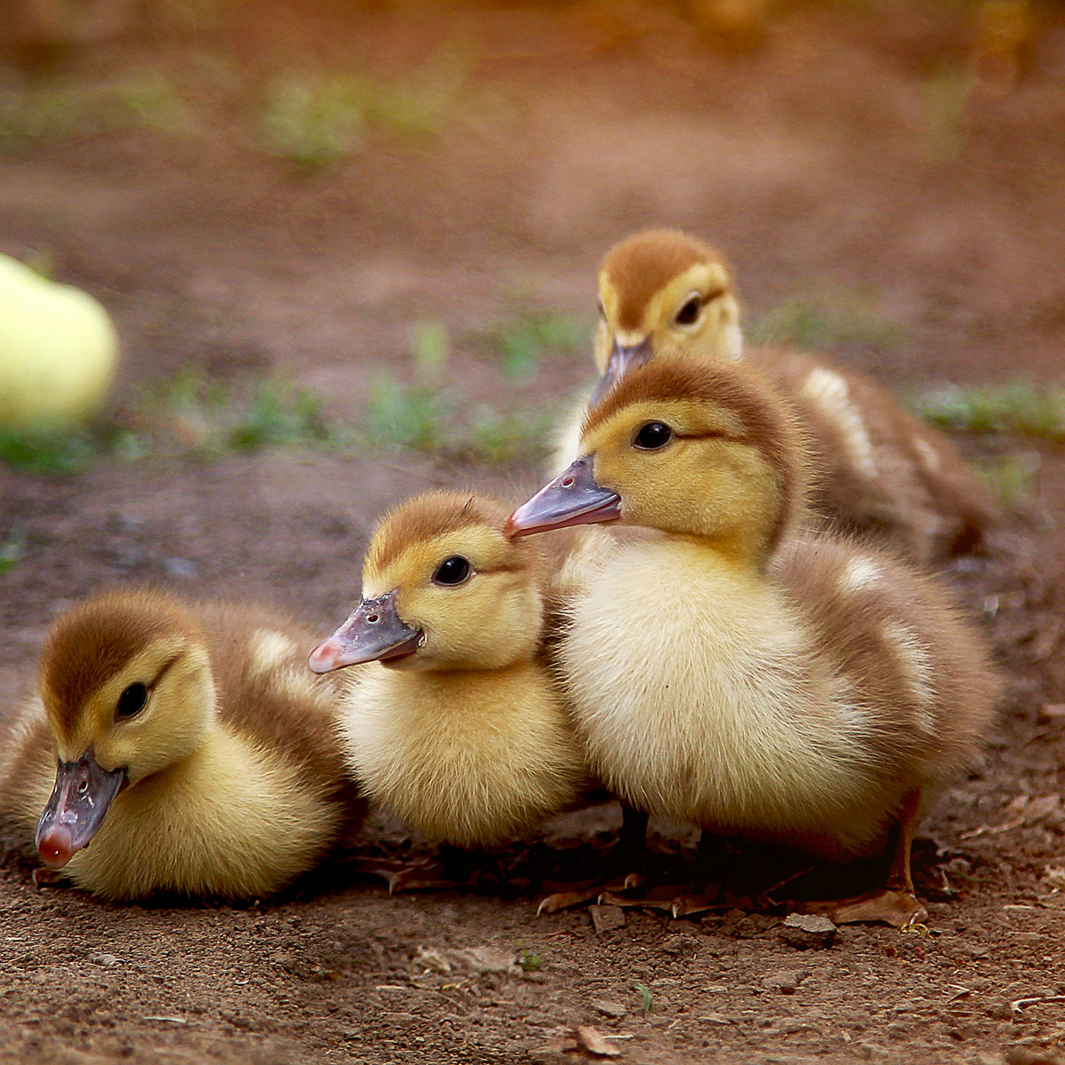 Four Little Ducks | Barry Keys