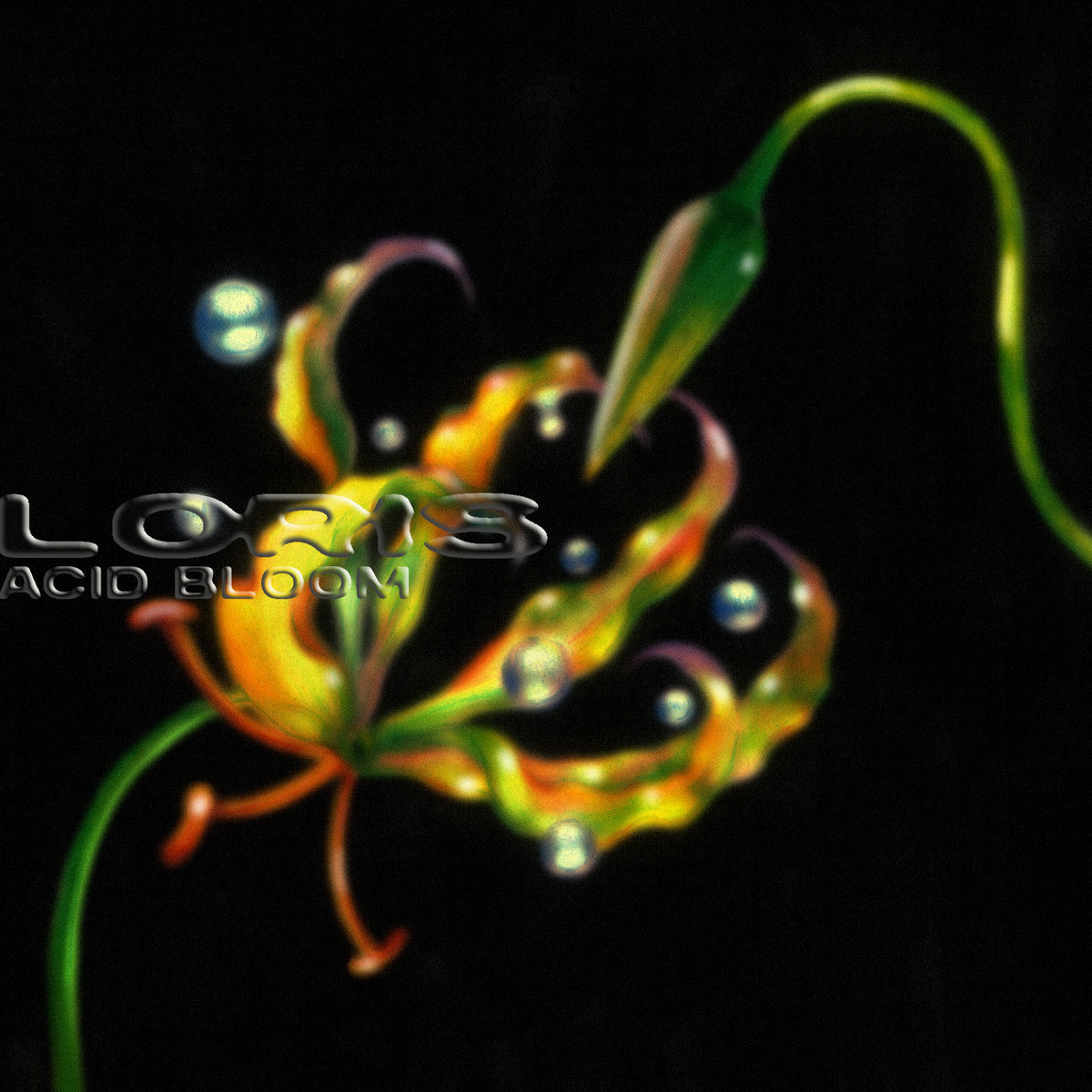Acid Bloom | Loris