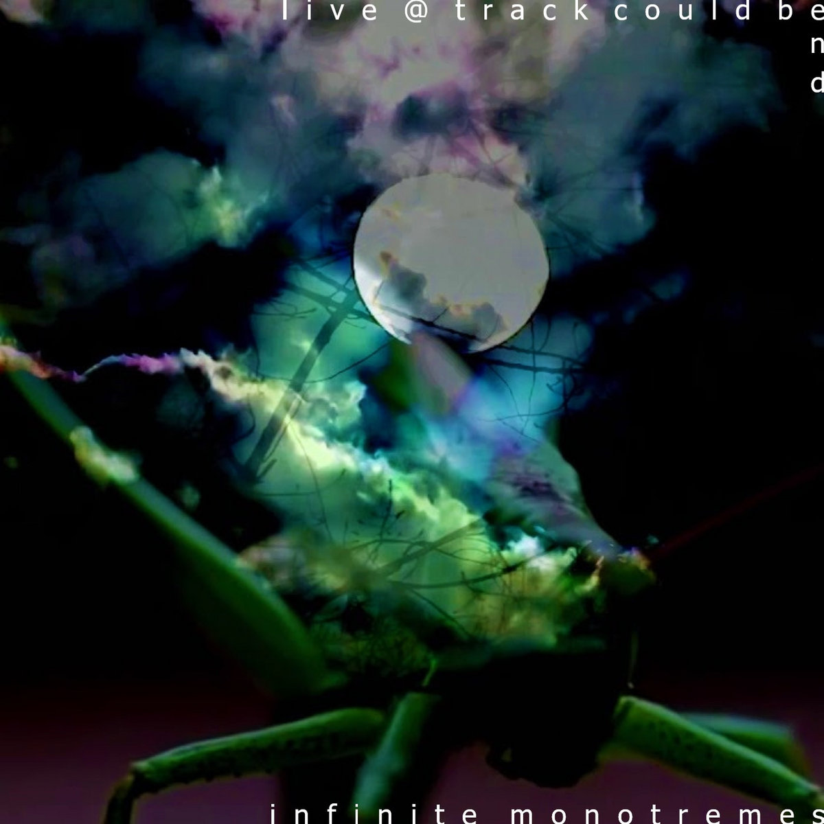 Live @ Track Could Bend | Infinite Monotremes | Splendid Industries™